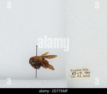 Hangzhou, Zhejiang, China, Bombus (Tricornibombus) atripes Smith ...