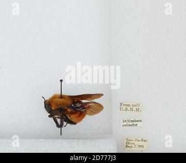 Tseo Jia Geo, Sichuan, China, Bombus (Tricornibombus) atripes Smith ...