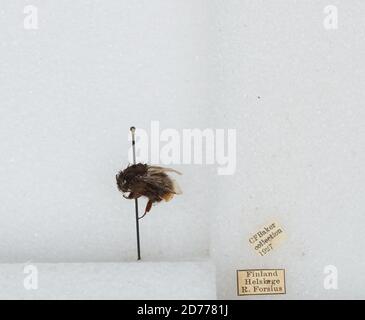 Helsinki, Uusimaa, Finland, Bombus (Melanobombus) lapidarius lapidarius ...