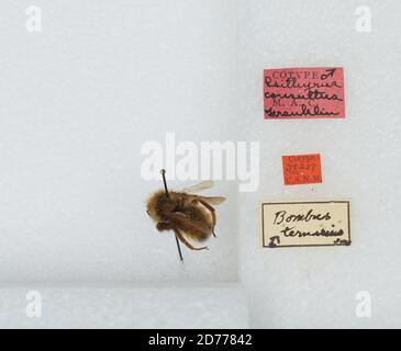 Bombus (Psithyrus) insularis (Smith), Animalia, Arthropoda, Insecta ...
