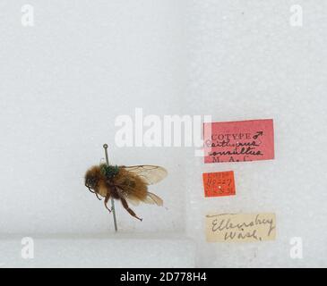 Ellensburg, Kittitas, Washington, United States, Bombus sp., Animalia ...