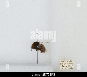 Esher, Elmbridge District, Surrey, United Kingdom, Bombus (Bombus ...