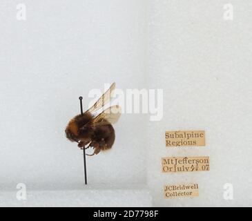 Mount Jefferson, Subalpine Regions, Linn, Oregon, United States, Bombus ...