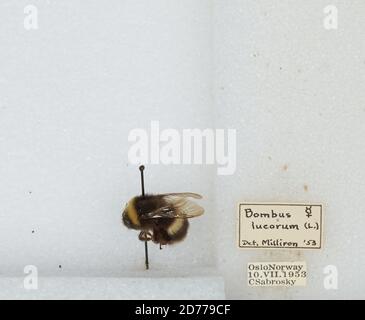 Oslo, Norway, Bombus (Bombus) lucorum (Linnaeus), Animalia, Arthropoda ...