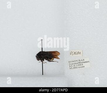 Suyapa Morazan, Honduras, Bombus (Pyrobombus) mixtus Cresson, 1878 ...