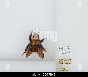 Suifu Sichuan, Sichuan, China, Bombus (Tricornibombus) atripes Smith ...