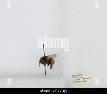 Stockholm, Sweden, Bombus (Bombus) lucorum (Linnaeus), Animalia ...