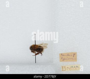 Bremen, Germany, Bombus (Pyrobombus) hypnorum hypnorum (Linnaeus ...