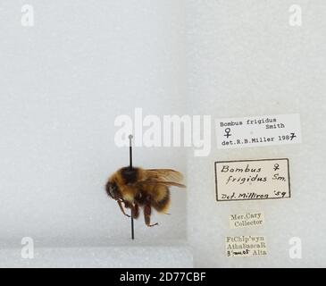 Fort Chipewyan, Athabasca River, Alberta, Canada, Bombus (Pyrobombus ...