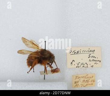 Fuzhou, Fujian, China, Bombus (Rufipedibombus) eximius Smith, Animalia ...