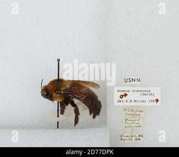 Chesapeake Beach, Calvert, Maryland, United States, Bombus ...