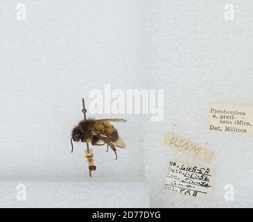 Bombus (Alpigenobombus) breviceps Smith, 1852, Animalia, Arthropoda ...