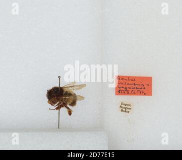 Baguio, Benguet, Philippines, Bombus (Pyrobombus) flavescens Smith ...