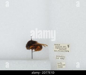 Yibin, Sichuan, China, Bombus (Rufipedibombus) eximius Smith, Animalia ...