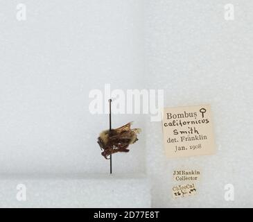Chico, Butte, California, United States, Bombus (Fervidobombus ...
