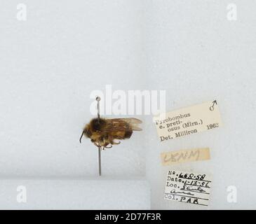 Bombus (Alpigenobombus) breviceps Smith, 1852, Animalia, Arthropoda ...