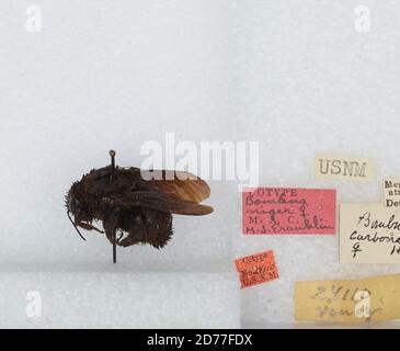 Venezuela, Bombus (Fervidobombus) atratus Franklin, 1913, Animalia ...