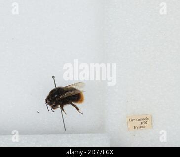 Tyrol, Austria, Bombus (Confusibombus) confusus (Schenck), Animalia ...