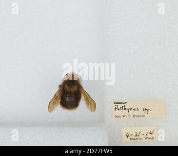 Bombus (Psithyrus) fernaldae (Franklin), Animalia, Arthropoda, Insecta ...