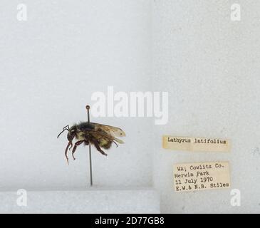 Merwin Park, Cowlitz, Washington, United States, Bombus (Pyrobombus ...