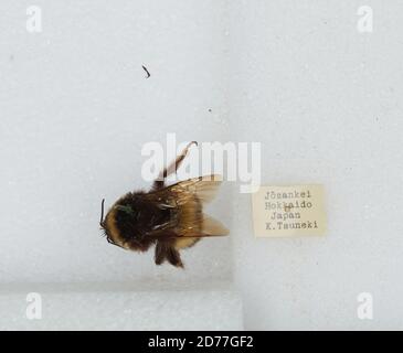 Jozankei, Hokkaido, Japan, Bombus (Bombus) ignitus Smith, Animalia, Arthropoda, Insecta ...