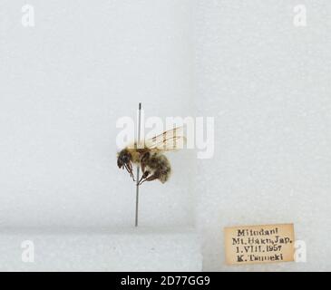Mitudani, Japan, Bombus (Diversobombus) diversus Smith, Animalia ...