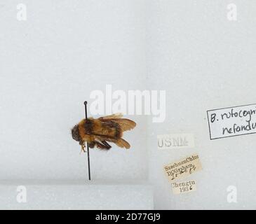 Chengdu, Sichuan, China, Bombus (Alpigenobombus) breviceps Smith, 1852 ...