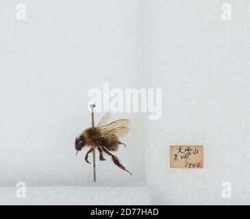 Daisetsuzan, Japan, Bombus (Diversobombus) diversus Smith, Animalia ...