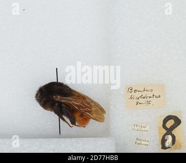 Taiwan, China, Bombus (Megabombus) bicoloratus Smith, 1879, Animalia ...