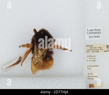 Sichuan, China, Bombus (Rufipedibombus) eximius Smith, Animalia ...