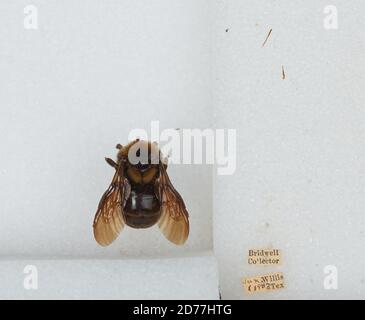 Willis, Montgomery, Texas, United States, Bombus (Fervidobombus ...