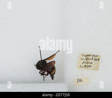 Bombus (Alpigenobombus) breviceps Smith, 1852, Animalia, Arthropoda ...