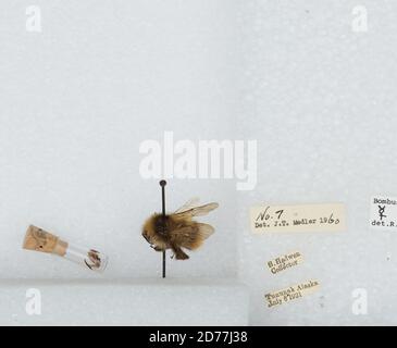 Tununak, Bethel, Alaska, United States, Bombus (Alpinobombus) balteatus ...