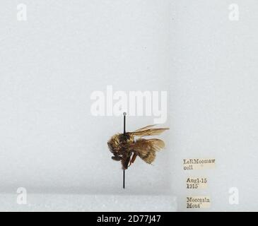 Moccasin, Judith Basin, Montana, United States, Bombus ...