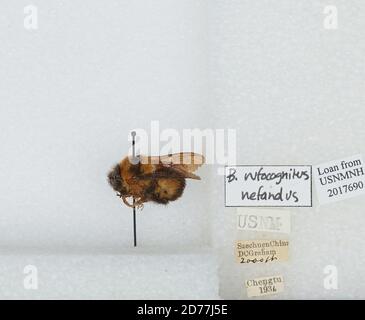 Chengdu, Sichuan, China, Bombus (Alpigenobombus) breviceps Smith, 1852 ...