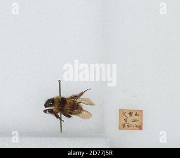 Mount Kuro, Daisetsuzan, Japan, Bombus (Diversobombus) diversus Smith ...