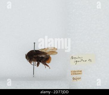 Japan, Bombus (Bombus) ignitus Smith, Animalia, Arthropoda, Insecta, Hymenoptera, Apidae, Apinae ...