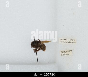 Hangzhou, Zhejiang Sheng, China, Bombus (Diversobombus) trifasciatus ...