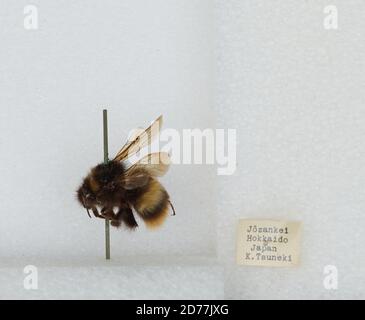 Jôzankei, Hokkaido, Japan, Bombus (Bombus) ignitus Smith, Animalia, Arthropoda, Insecta ...