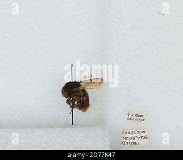 Hangzhou, Zheijang Sheng, China, Bombus (Bombus) ignitus Smith ...