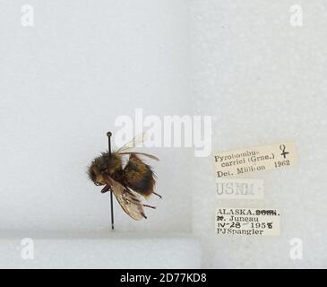 Juneau, Alaska, United States, Bombus sp., Animalia, Arthropoda ...