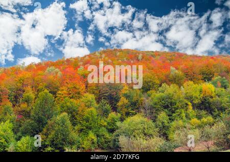 fall tree colors in countryside North Florida Stock Photo - Alamy