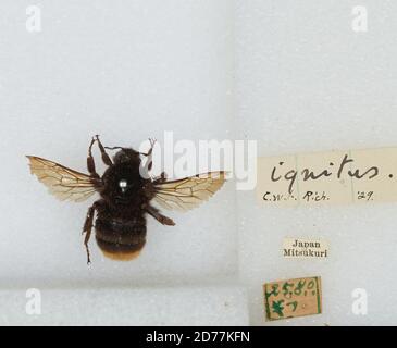 Mitsukuri, Nagano, Japan, Bombus (Bombus) ignitus Smith, Animalia ...