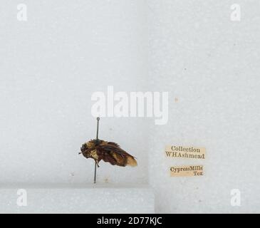 Cypress Mill, Blanco, Texas, United States, Bombus (Fraternobombus ...