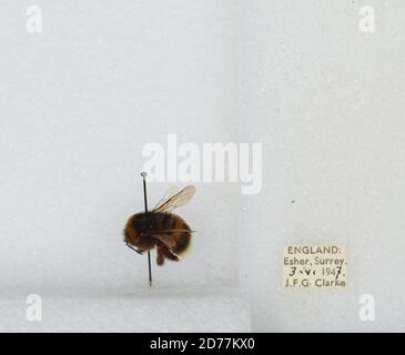 Esher, Elmbridge District, Surrey, United Kingdom, Bombus (Bombus ...