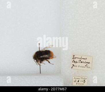 Jena, Thuringia, Germany, Bombus (Melanobombus) lapidarius lapidarius ...