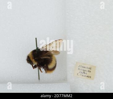 Jozankei, Hokkaido, Japan, Bombus (Bombus) ignitus Smith, Animalia, Arthropoda, Insecta ...