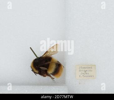 Jozankei, Hokkaido, Japan, Bombus (Bombus) ignitus Smith, Animalia, Arthropoda, Insecta ...