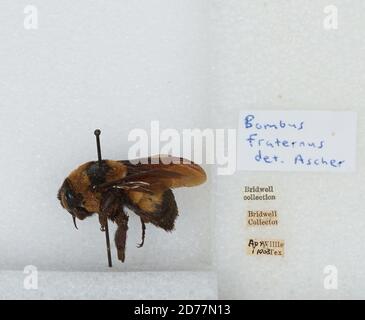 Willis, Montgomery, Texas, United States, Bombus (Fervidobombus ...