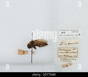 Helena, Lewis and Clark, Montana, United States, Bombus (Pyrobombus ...